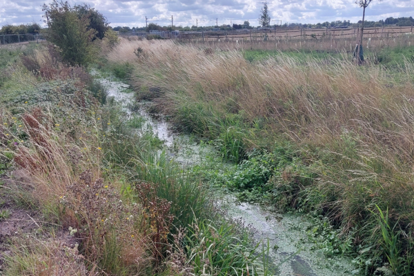 Council - Cambridge City Council